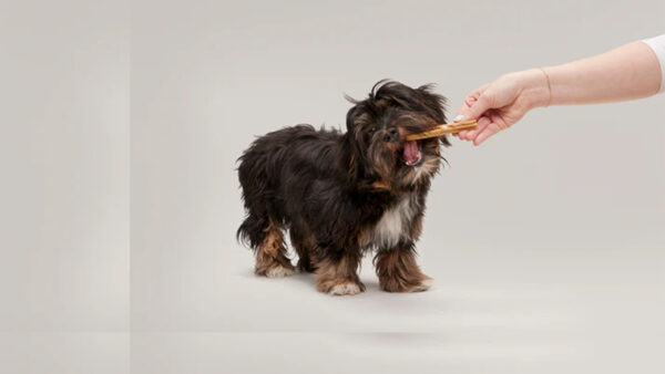 Choosing the Right Yak Chew Size - Yak and Chew™